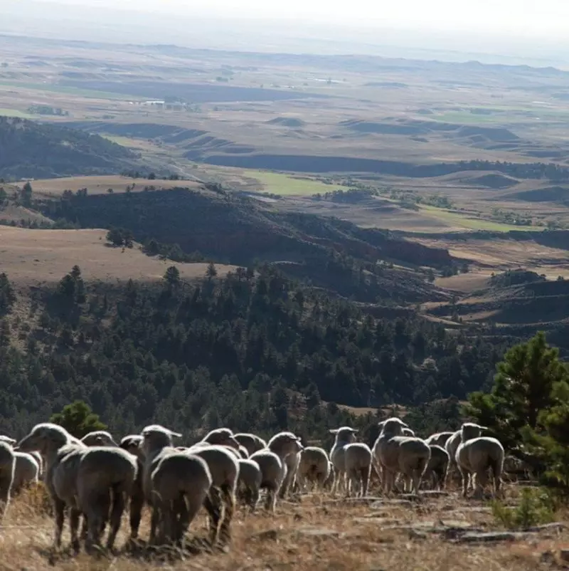 Vanuit de bergen naar beneden kijkend op de vlaktes van Wyoming; Mountain Meadow Wool Mill ligt aan de voet van deze bergen. Foto met dank aan Karen Hostetler.