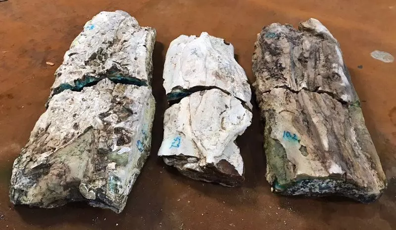 watu permata anyar panas: log saka kayu petrified karo opal biru lan tembaga asli saka Indonesia