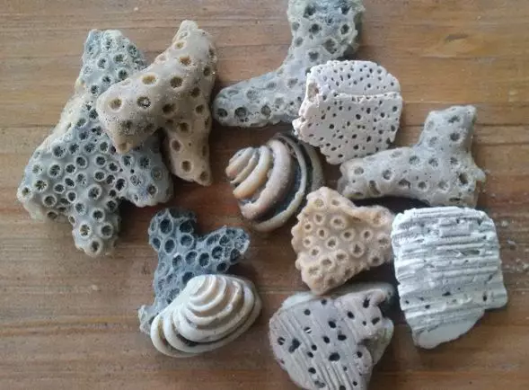 Muscheln, Korallen und andere Fundstücke perfekt für die Herstellung von Schmuckformen