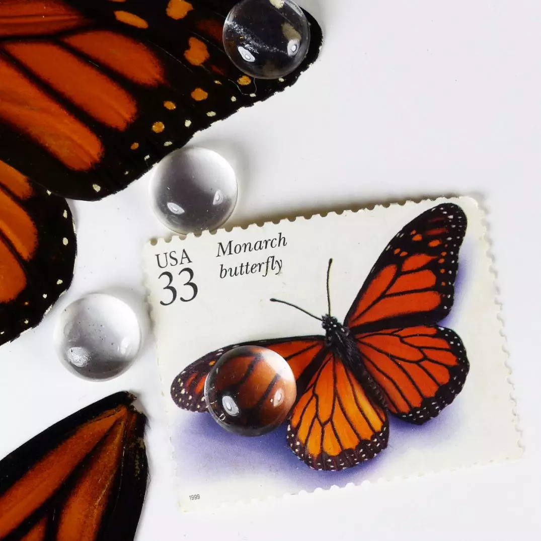 creatividad: mariposas monarca