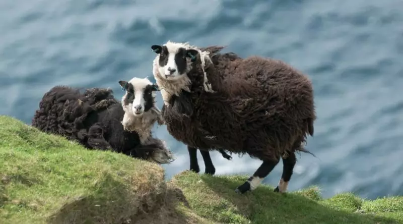 Fair isle knitting