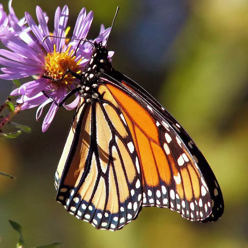 Låt dig inspireras av naturen för att pärla en underbar fjäril