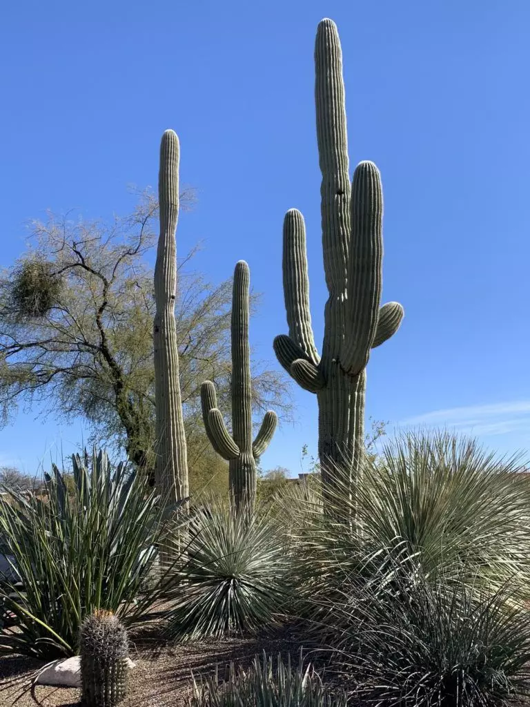 Tucson cactus