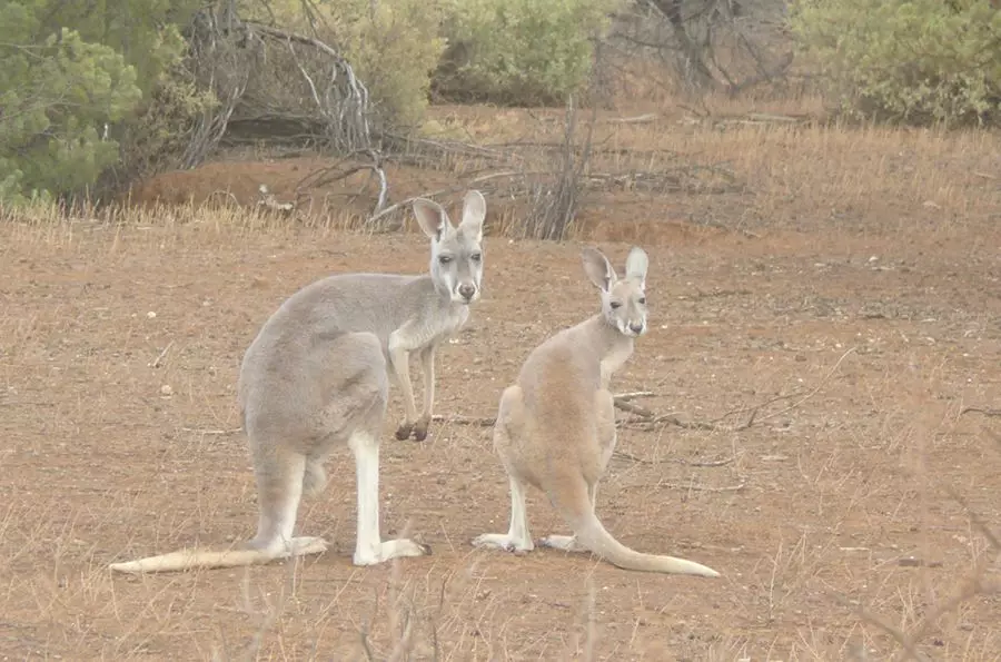 Viņas ceļojumi palīdzēja Kailijai koncentrēties uz dabas skaistumu un iemūžināt to ar fotogrāfiju palīdzību. Sarkanie ķenguri, Austrālija; foto: Kailija Džounsa.