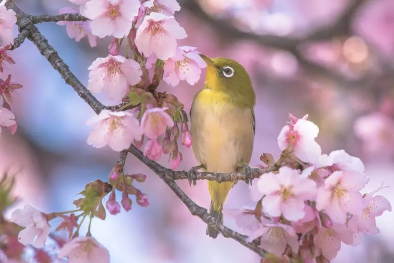 inspiración de joyería de primavera: pájaro de primavera en rama floreciente